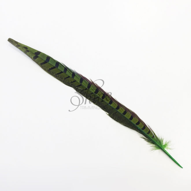 Ringneck Pheasant Tail Feather Striped Small 30cm Lime – Shine ...